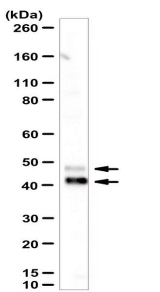 Anti-MSR1/CD204 Antibody | ABF114